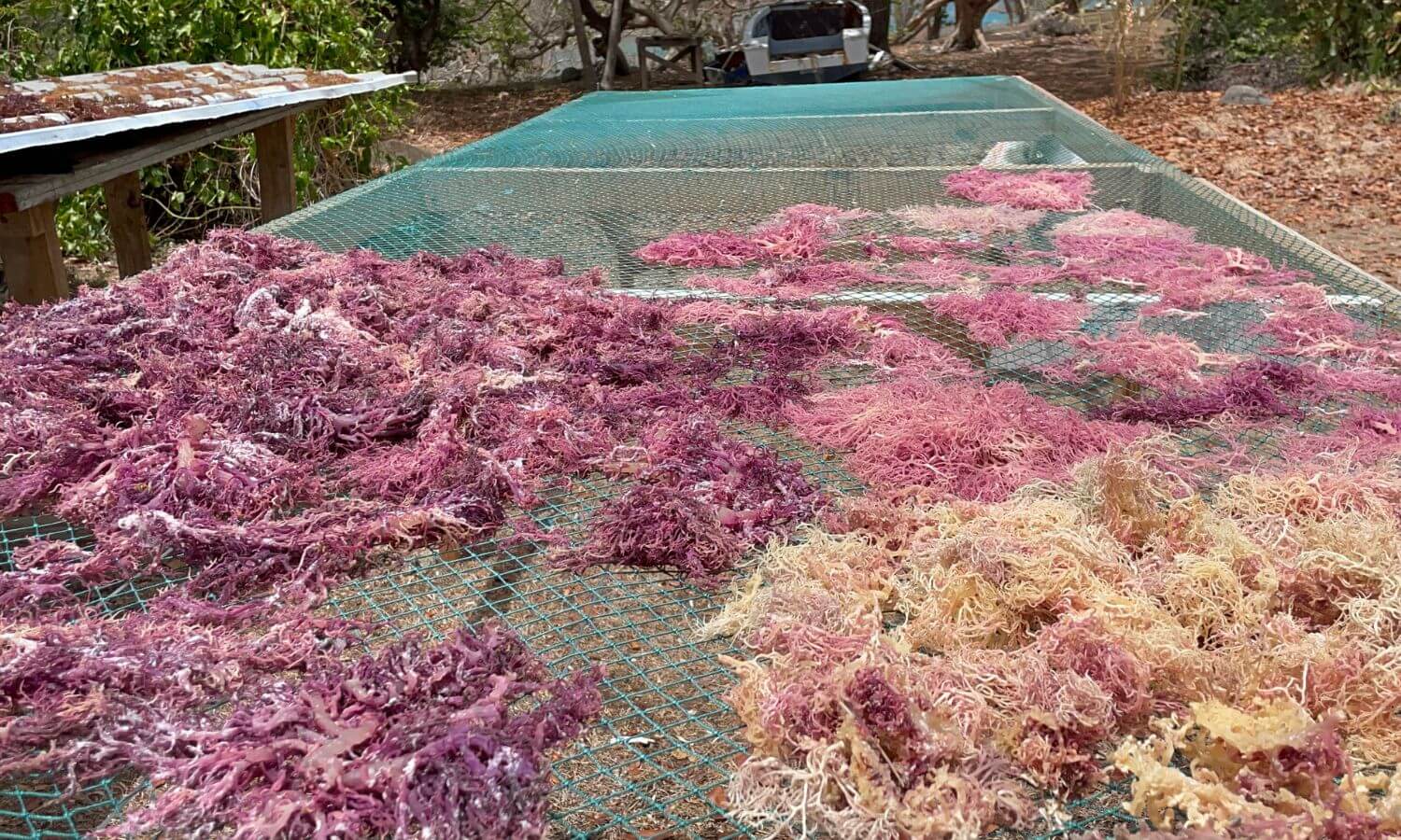 Sea Moss Products - Sea Moss and Tings: Fresh Grenada Sea Moss